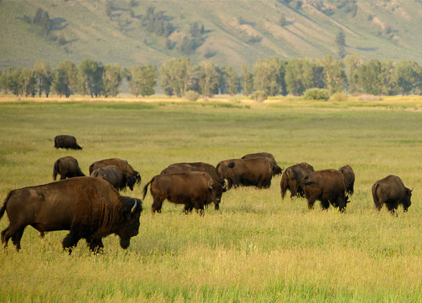 CLS Bison Project first collaborators announced - Canadian Light Source