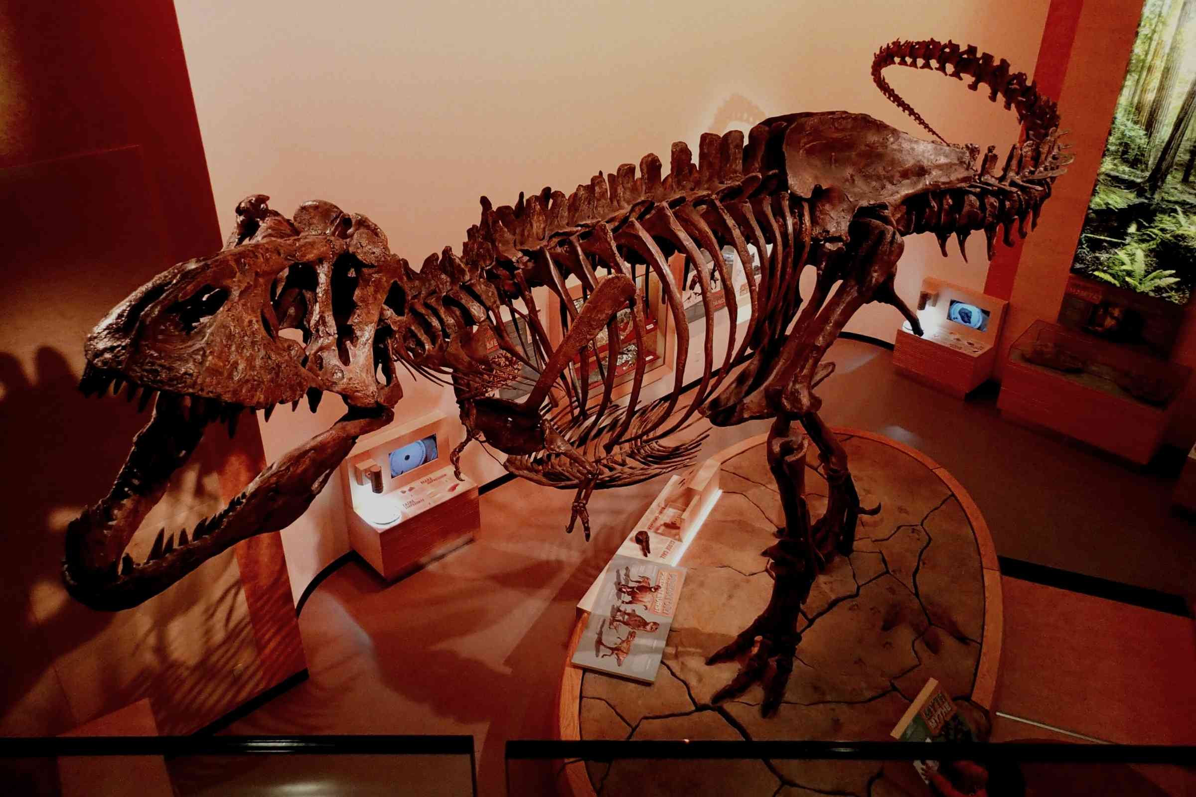 Studying the world’s largest T. rex to learn about evolution - Canadian ...