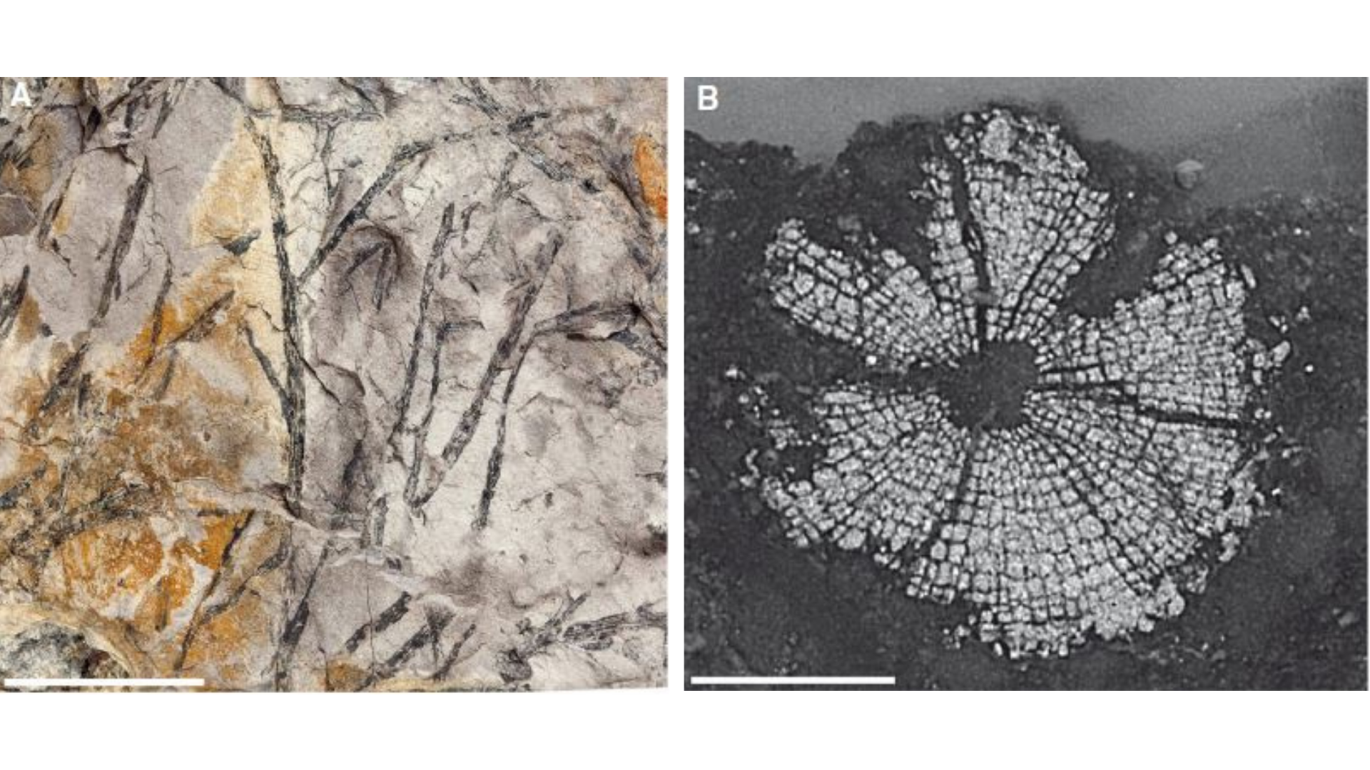 Analyzing the world’s oldest woody plant fossil - Canadian Light Source